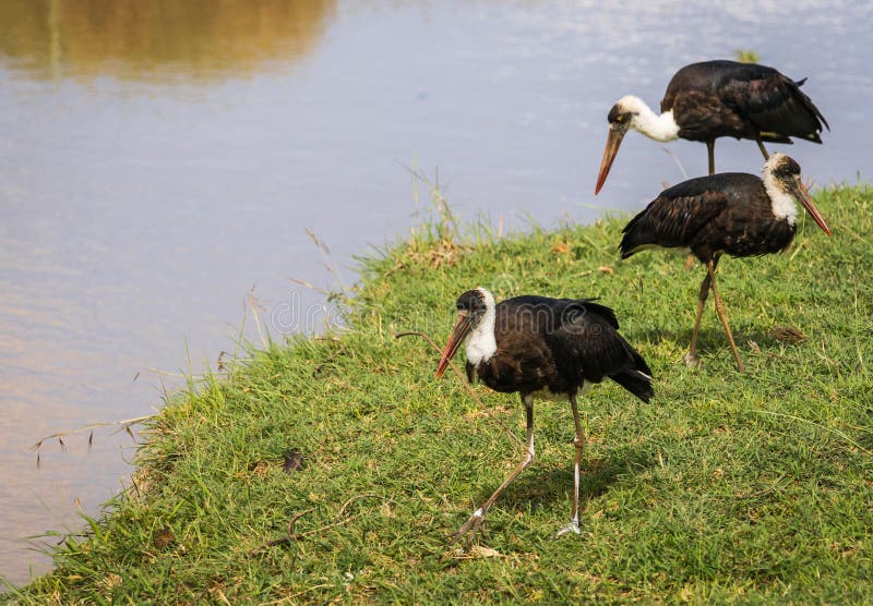 Marabu in Masai Mara Park in Kenya Stock Image - Image of closeup ...