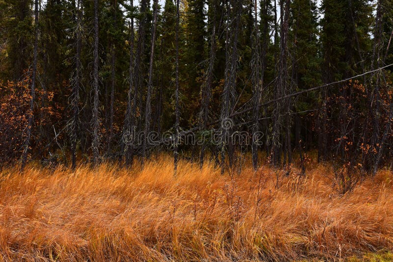 Autumn Colored Swampland stock photo. Image of green - 135071758