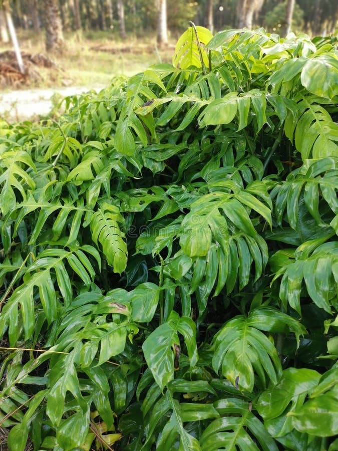 Meadow Fulls of Leafy Green Monstera Deliciosa Plant. Stock Photo ...