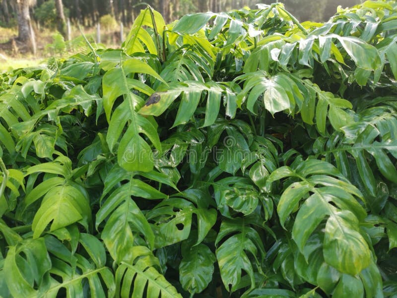Meadow Fulls of Leafy Green Monstera Deliciosa Plant. Stock Image ...