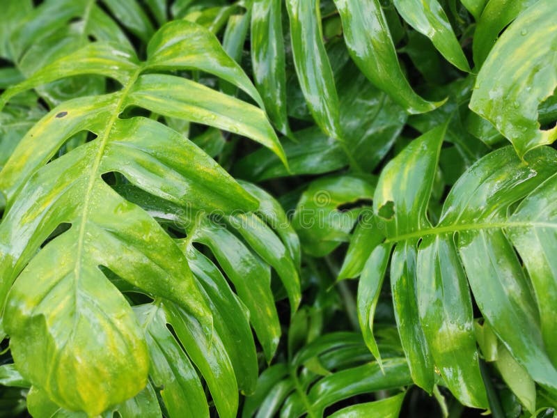 Meadow Fulls of Leafy Green Monstera Deliciosa Plant. Stock Photo ...
