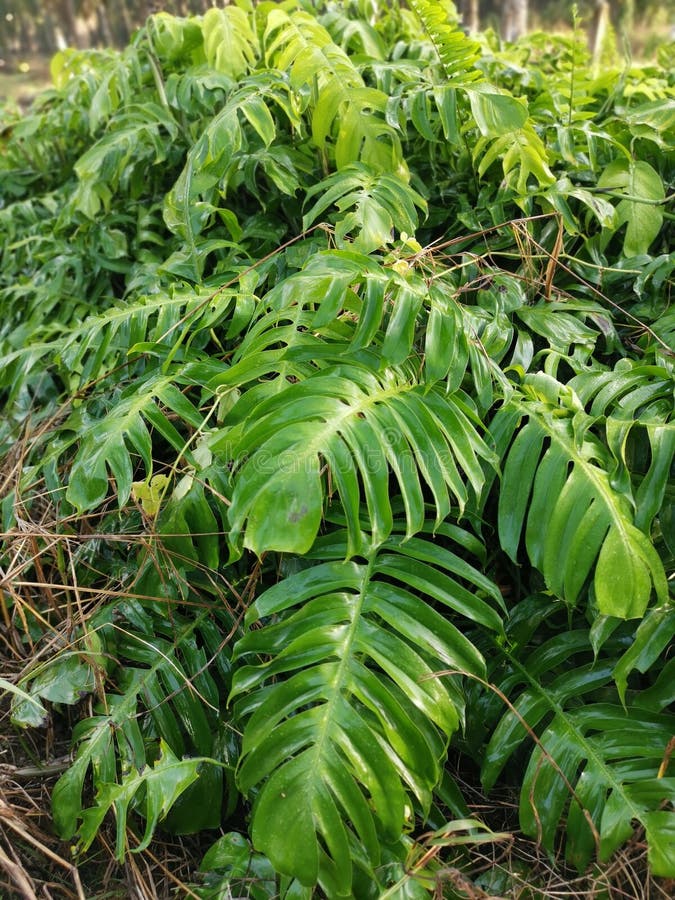 Meadow Fulls of Leafy Green Monstera Deliciosa Plant. Stock Image ...