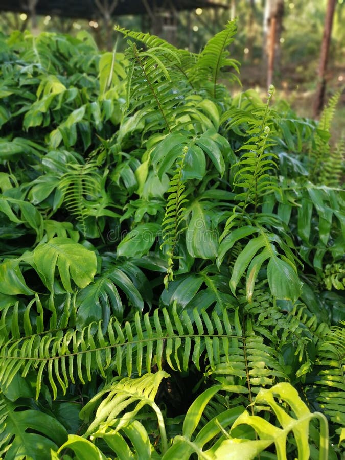 Meadow Fulls of Leafy Green Monstera Deliciosa Plant. Stock Photo ...