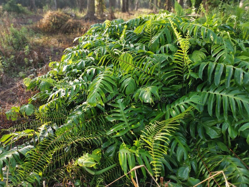 Meadow Fulls of Leafy Green Monstera Deliciosa Plant. Stock Image ...