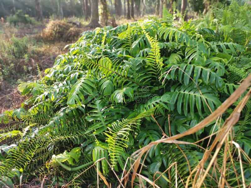 Meadow Fulls of Leafy Green Monstera Deliciosa Plant. Stock Photo ...