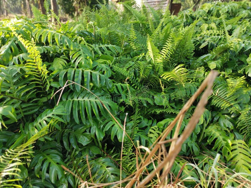 Meadow Fulls of Leafy Green Monstera Deliciosa Plant. Stock Image ...