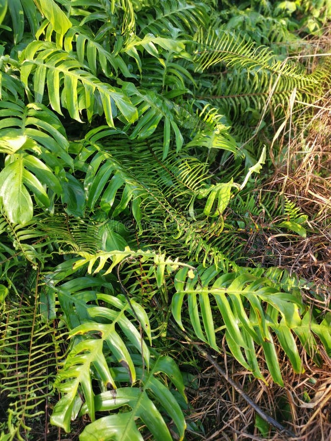 Meadow Fulls of Leafy Green Monstera Deliciosa Plant. Stock Photo ...
