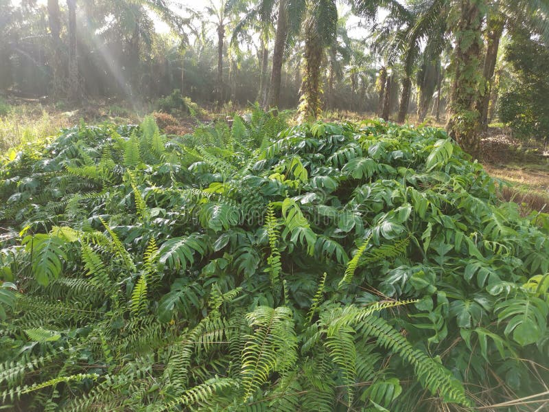 Meadow Fulls of Leafy Green Monstera Deliciosa Plant. Stock Photo ...