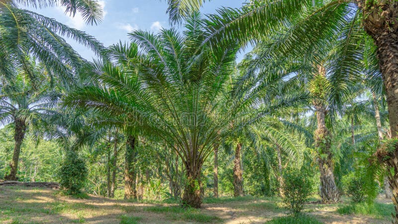Image of a Medium Sized Palm Tree Garden. it is Holding Up a Strange ...