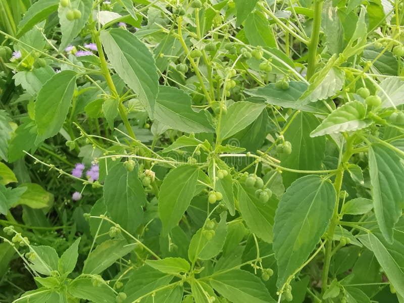 Micrococca Mercurialis the Wild Annual Weed Plant with Tiny Seeds on ...