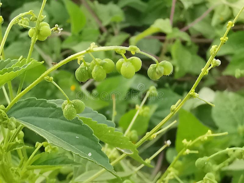 Micrococca Mercurialis the Wild Annual Weed Plant with Tiny Seeds on ...