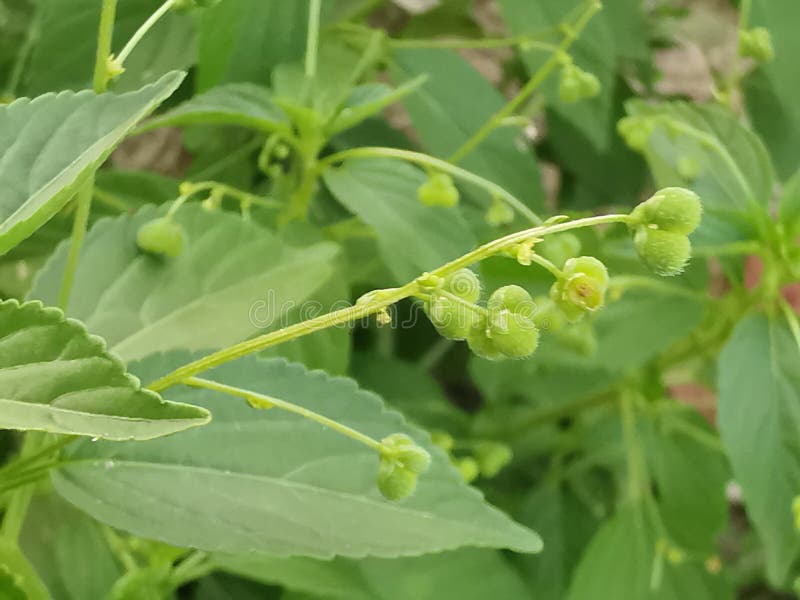 Micrococca Mercurialis the Wild Annual Weed Plant with Tiny Seeds on ...