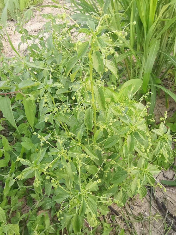 Micrococca Mercurialis the Wild Annual Weed Plant with Tiny Seeds on ...