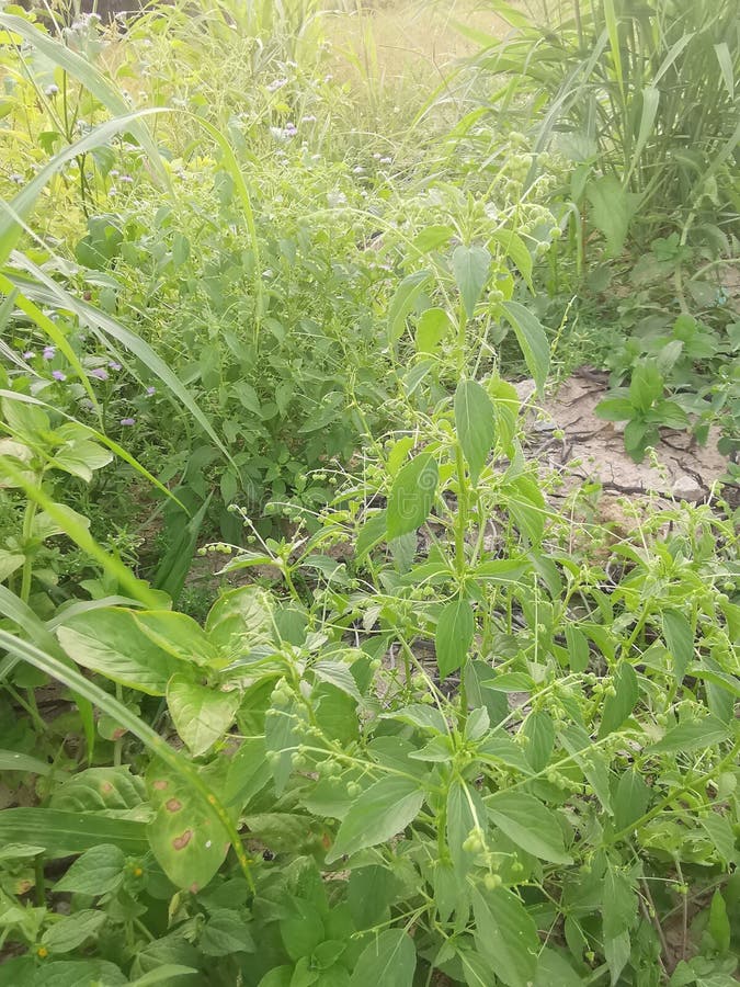 Micrococca Mercurialis the Wild Annual Weed Plant with Tiny Seeds on ...