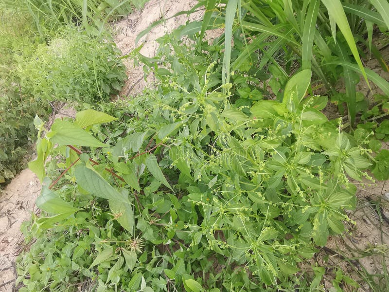 Micrococca Mercurialis the Wild Annual Weed Plant with Tiny Seeds on ...