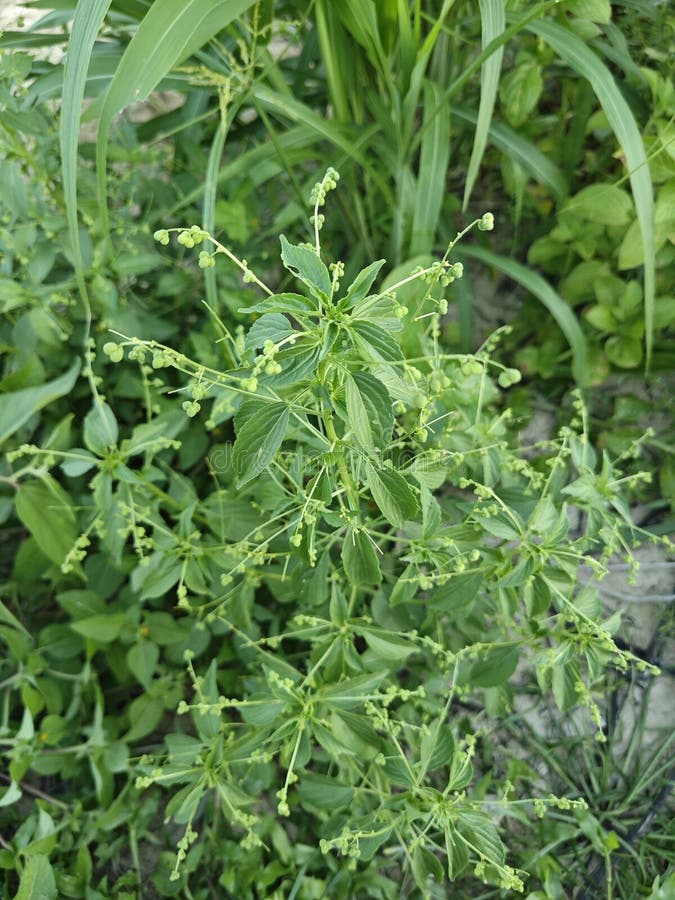 Micrococca Mercurialis the Wild Annual Weed Plant with Tiny Seeds on ...