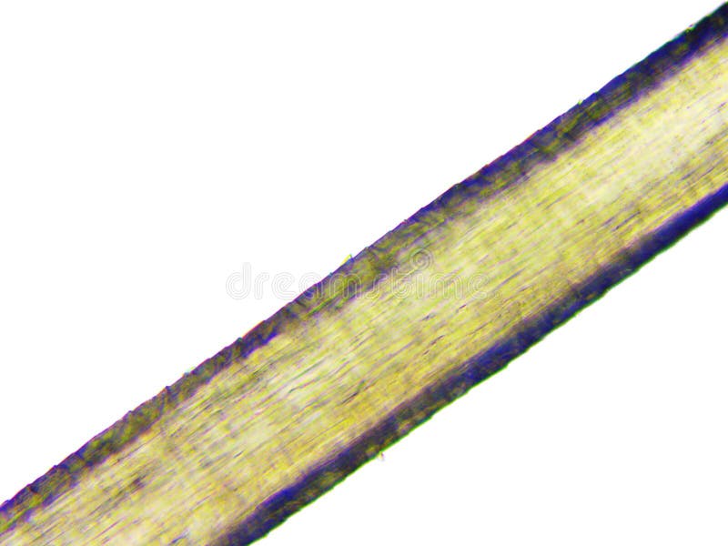 Image Microscopique De Cil Humain Image stock - Image du fond ...