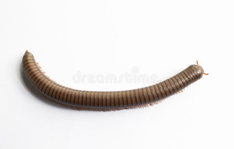Image of Millipede Isolate on White Background Stock Image - Image of ...