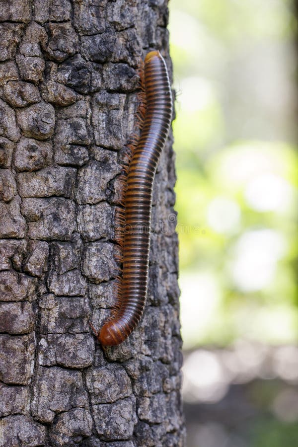Image of a Millipede on Tree. Insect Stock Photo - Image of closeup ...