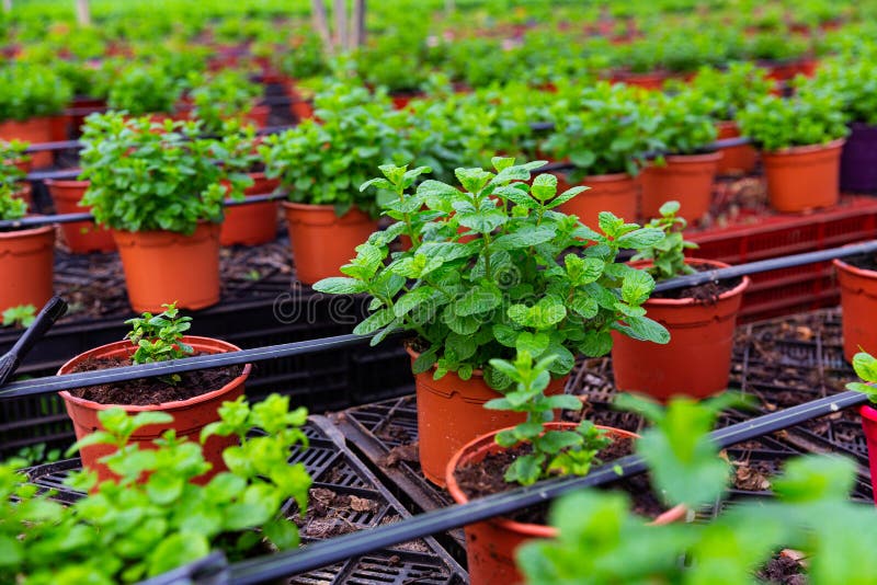 Pots with Mint Seedlings in Glasshouse Stock Image - Image of melissa ...