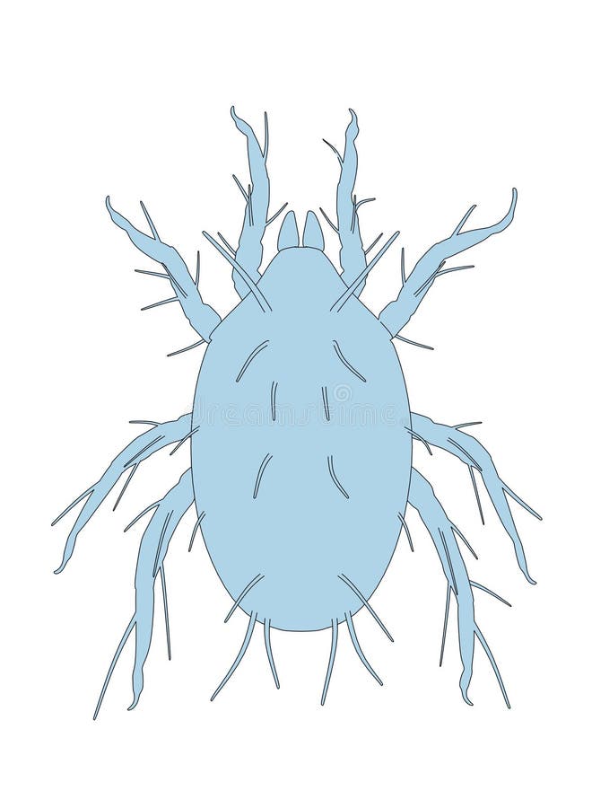 Image of mite animal stock illustration. Illustration of insect - 38428240