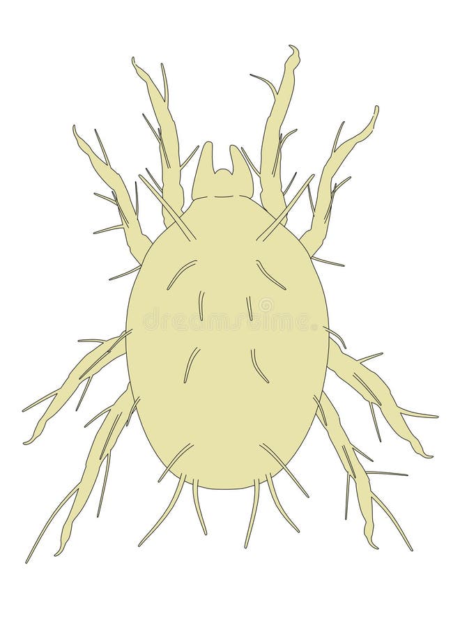 Image of mite animal stock illustration. Illustration of drawing - 38602183