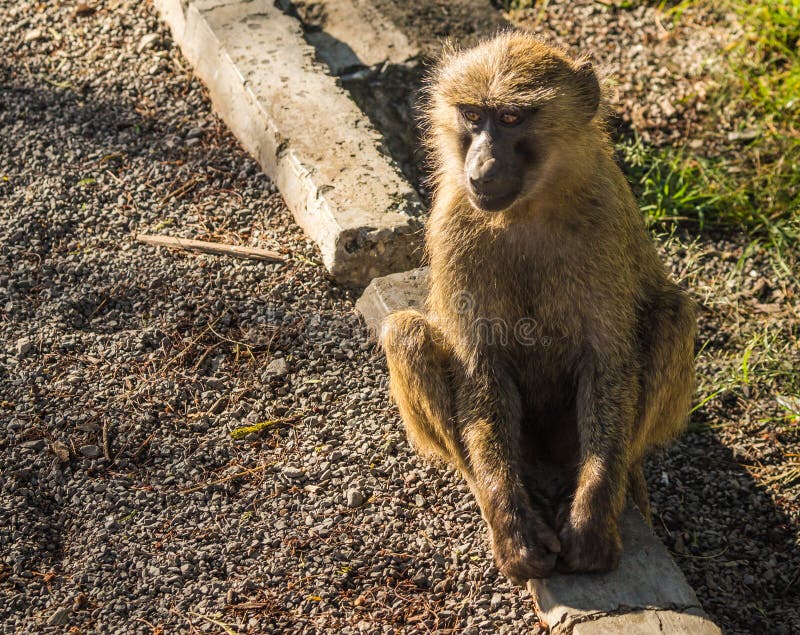 Monkey Baboons Near Lake Nakuru in Kenya Stock Image - Image of serious ...