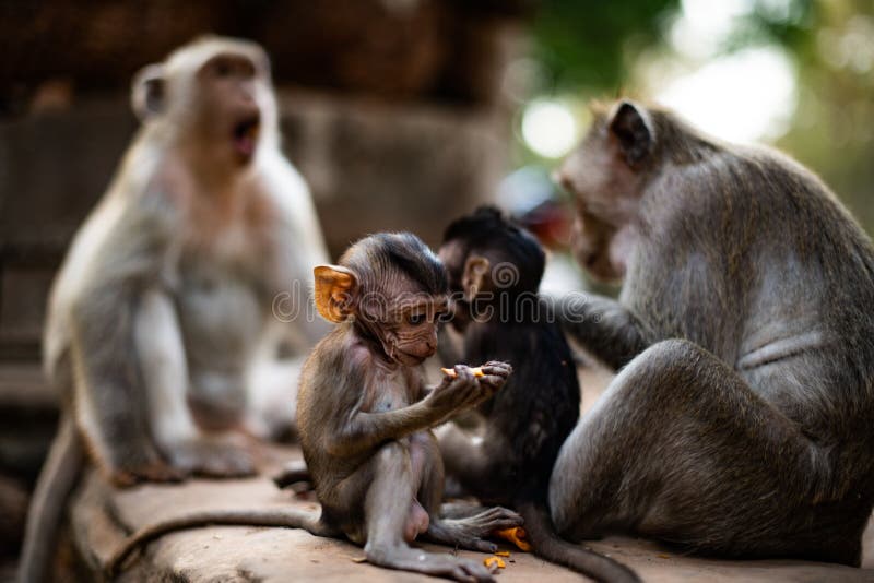 Image of a Monkey Family in the Jungle Eating Their Food. Stock Photo ...
