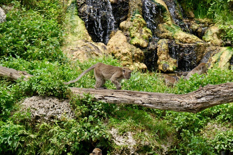 Monkey Running Free in Nature Stock Image - Image of nature, green ...