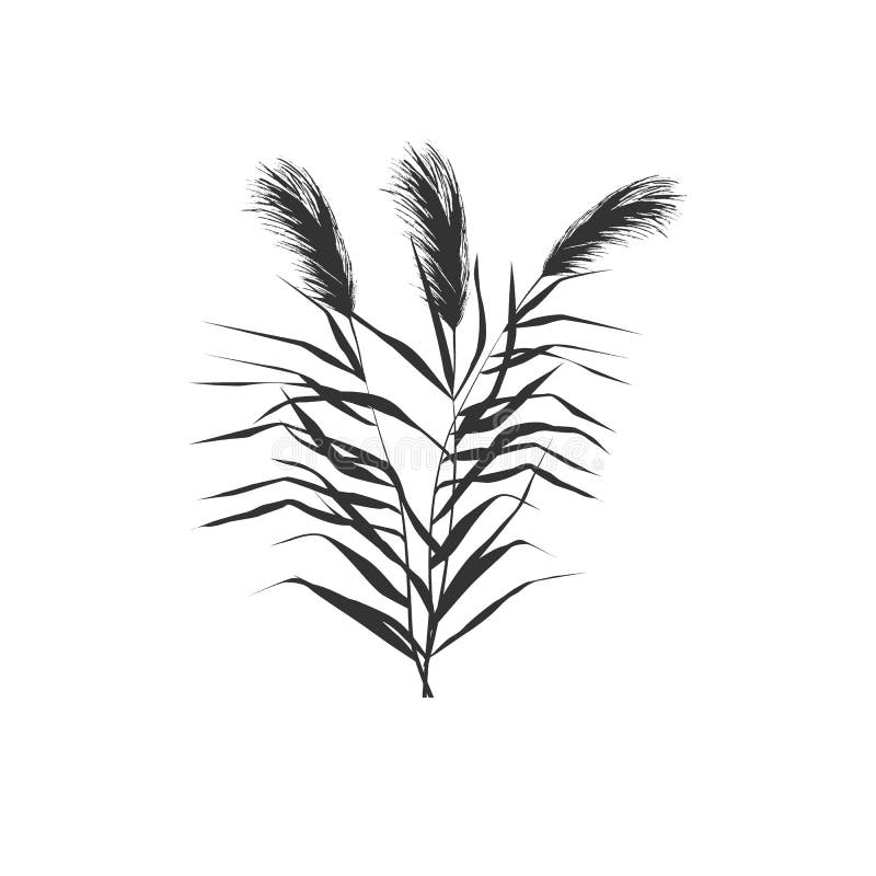 Image of a Monochrome Reed or Bulrush on a White Background.Isolated ...