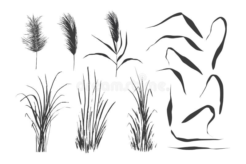 Monochrome Reed Stock Illustrations – 272 Monochrome Reed Stock ...