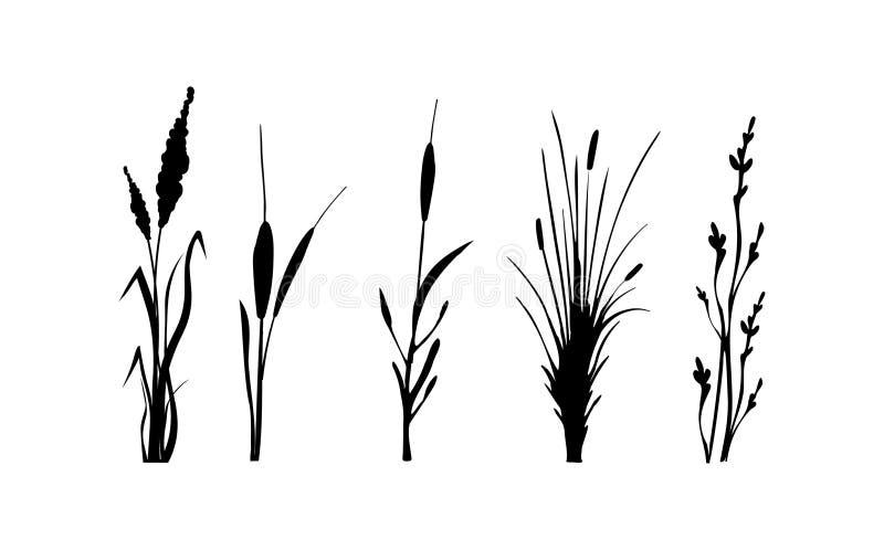 Bull Rushes Black White Stock Illustrations – 180 Bull Rushes Black ...