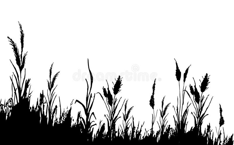 Image of a Monochrome Reed,grass or Bulrush on a White Background ...