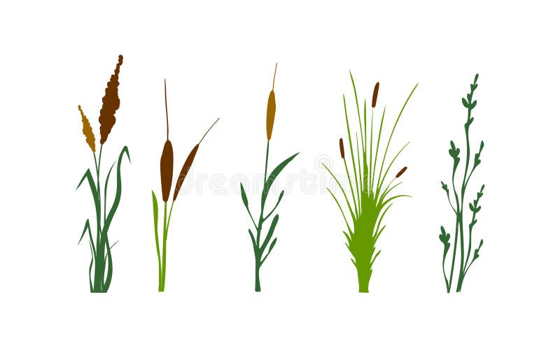 Image of a Monochrome Reed,grass or Bulrush on a White Background ...