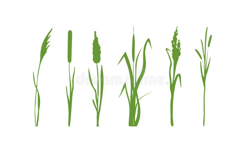 Image of a Monochrome Reed,grass or Bulrush on a White Background ...