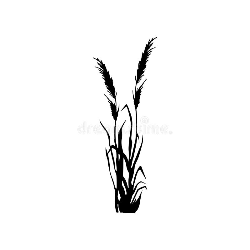 Image of a Monochrome Reed,grass or Bulrush on a White Background ...