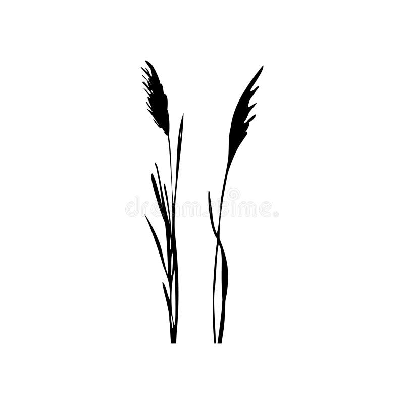 Image of a Monochrome Reed,grass or Bulrush on a White Background ...