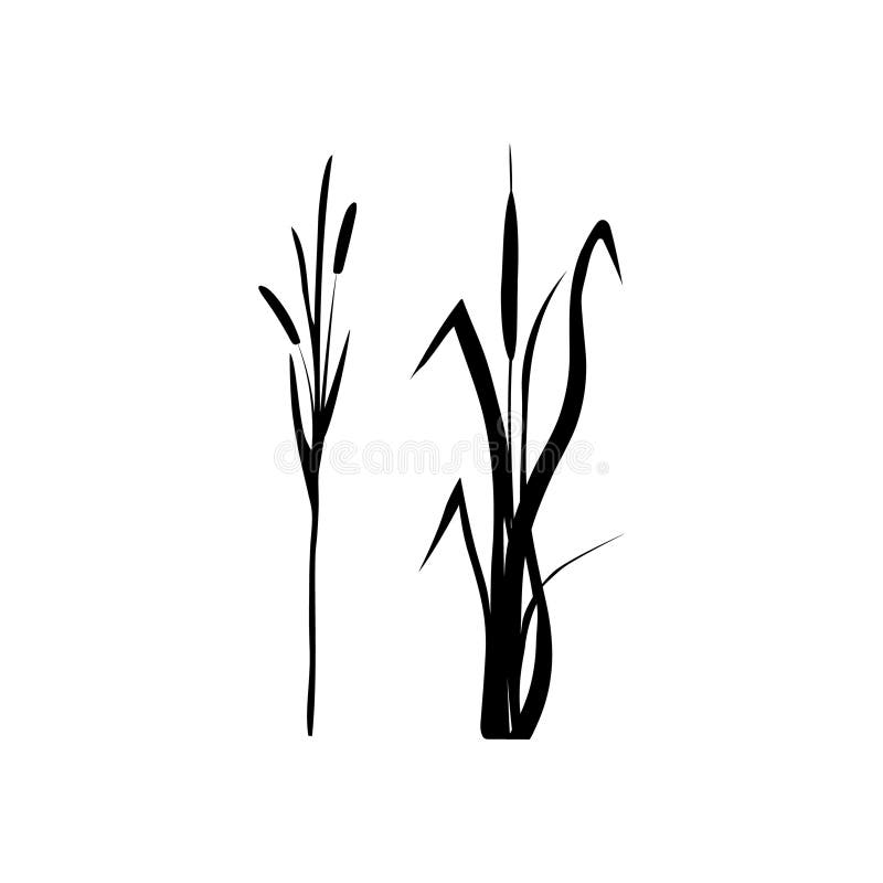 Image of a Monochrome Reed,grass or Bulrush on a White Background ...