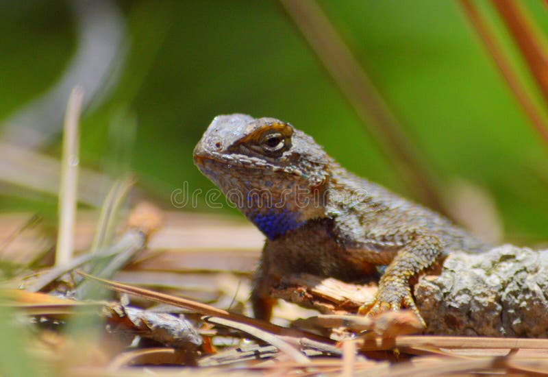 A Monster Lizard Giving an Eye Stock Photo - Image of looking, tulip ...