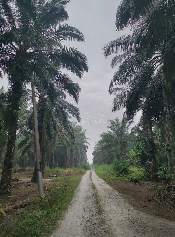 Morning Trail into the Countryside Farm Stock Photo - Image of palm ...
