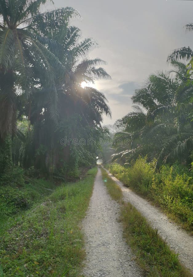 Morning Trail into the Countryside Farm Stock Photo - Image of lonely ...