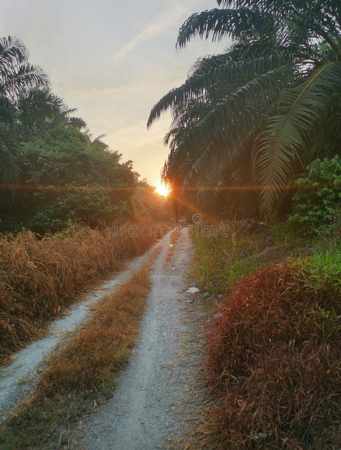 Morning Trail into the Countryside Farm Stock Image - Image of palm ...