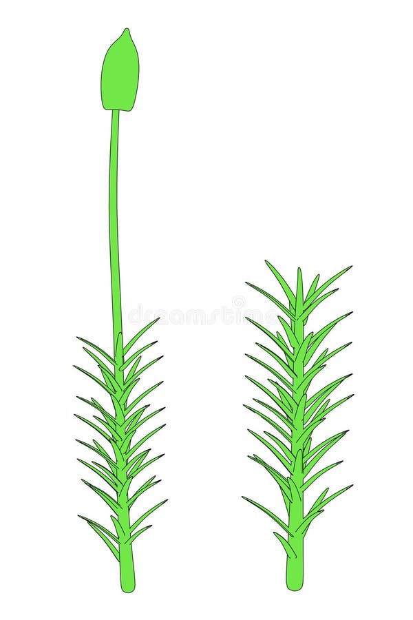 Image of moss plant stock illustration. Illustration of green - 54723449