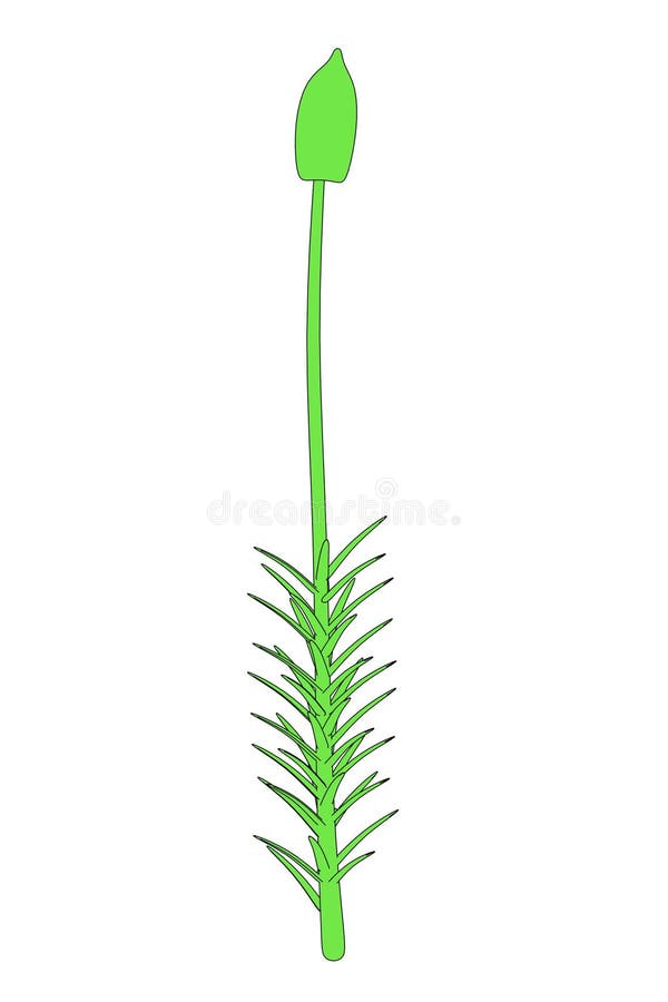 Image of moss plant stock illustration. Illustration of moss - 54849955