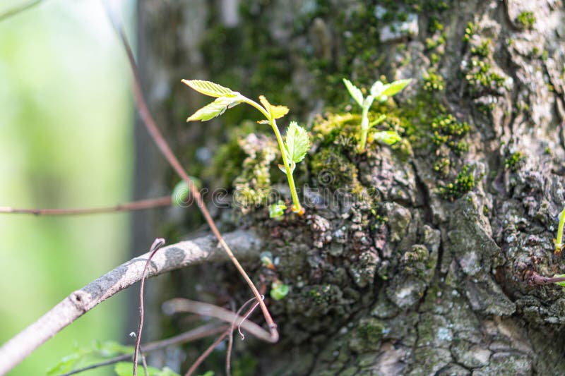 Image of a Mossy Tree Trunk, Likely from Different Angles or Times ...