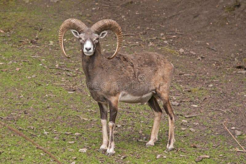 Mouflon stock photo. Image of horn, season, sheep, fauna - 104554518