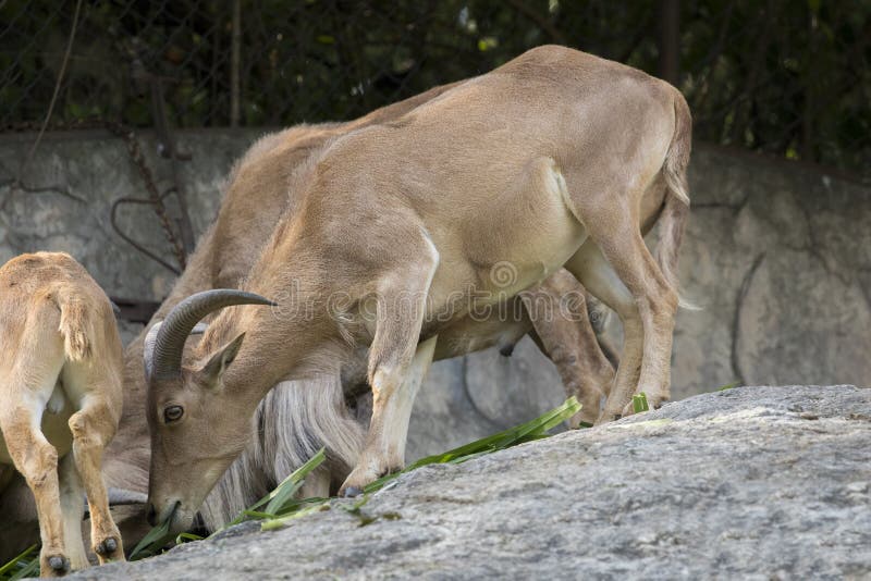 Image of a Mountain Goats Standing on a Rock and Eating Grass. Stock ...
