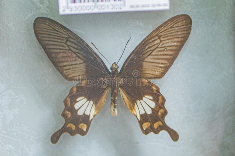 Image of a Mounted Butterfly on Display, Showcasing Vibrant Wing ...