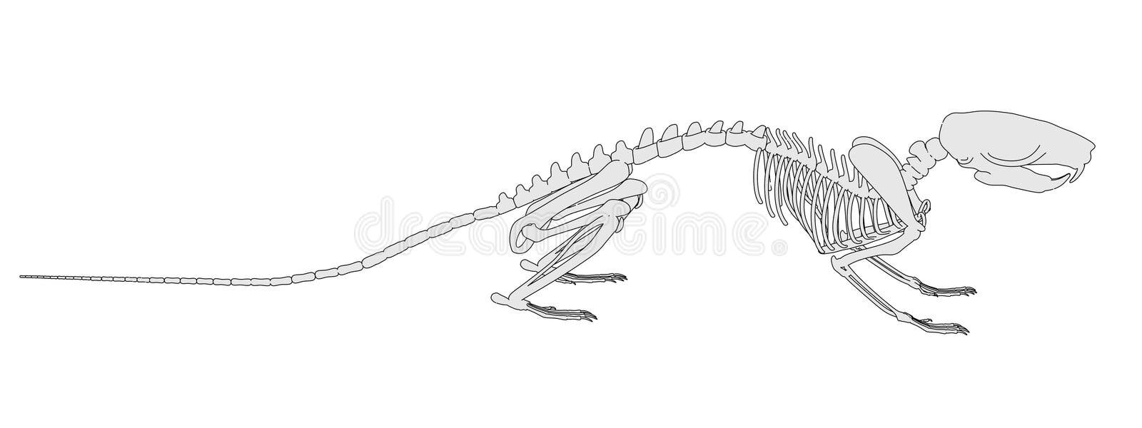 Mouse Skeleton - Front,top,side,back Stock Illustration - Illustration ...