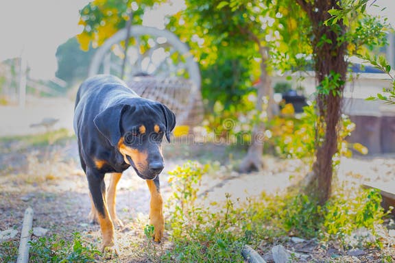 The image of a moving dog stock photo. Image of stare - 328992958
